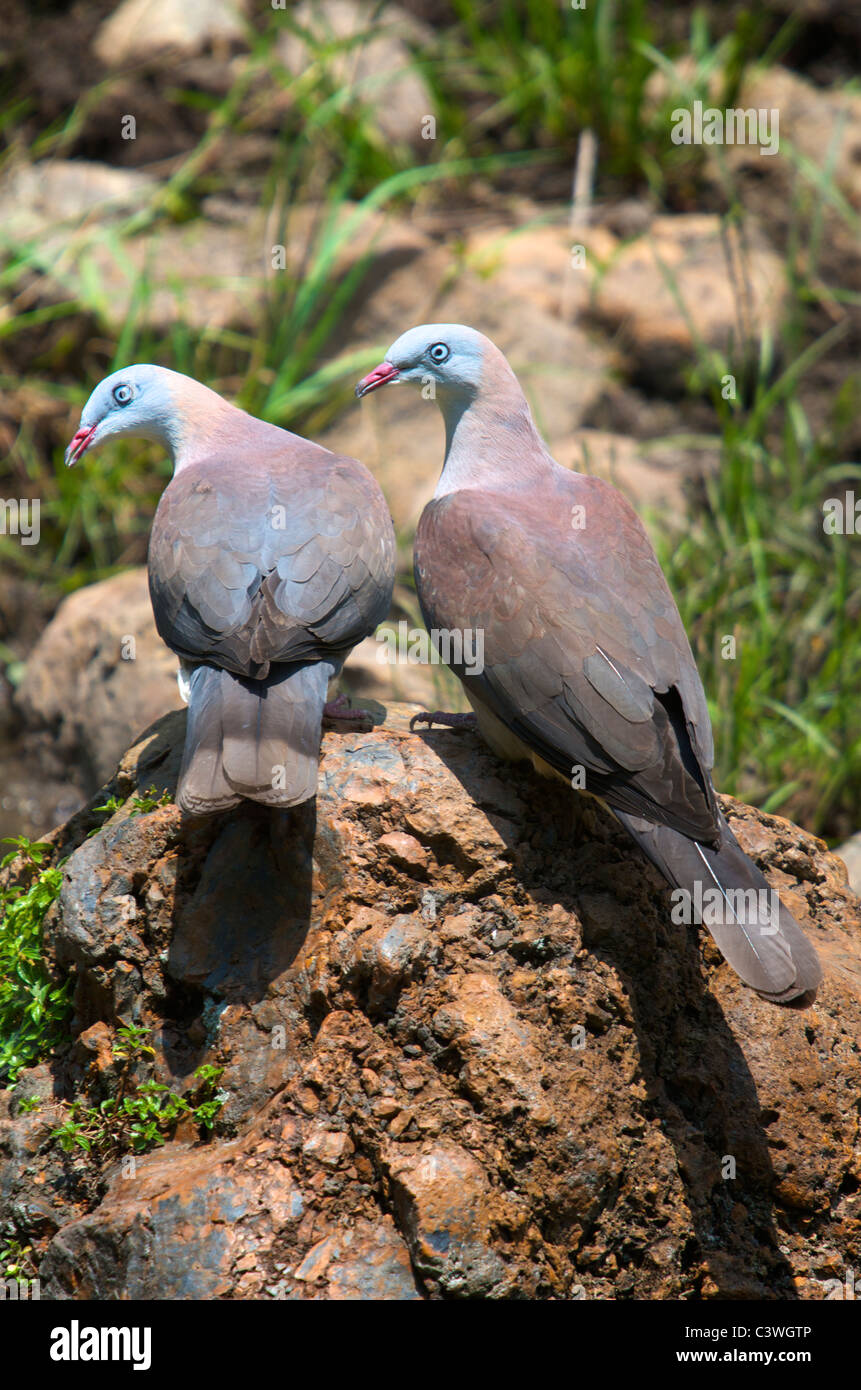 Ducula badia hi-res stock photography and images - Alamy