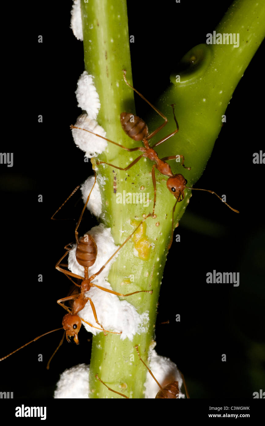 Red weaver ants, Oecophylla smaragdina, predating on insect larve Stock ...