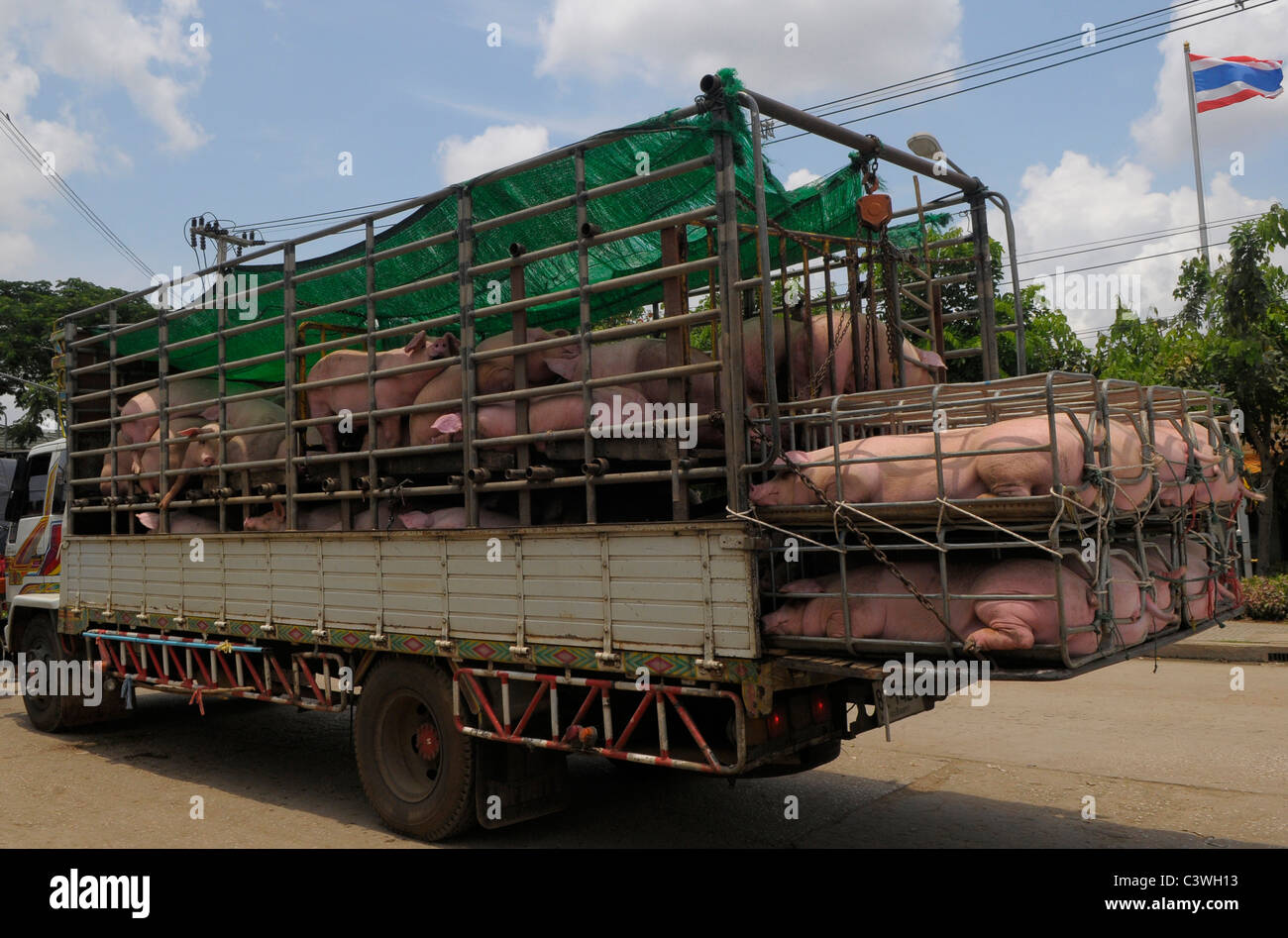Pigs animals lorries hi-res stock photography and images - Alamy