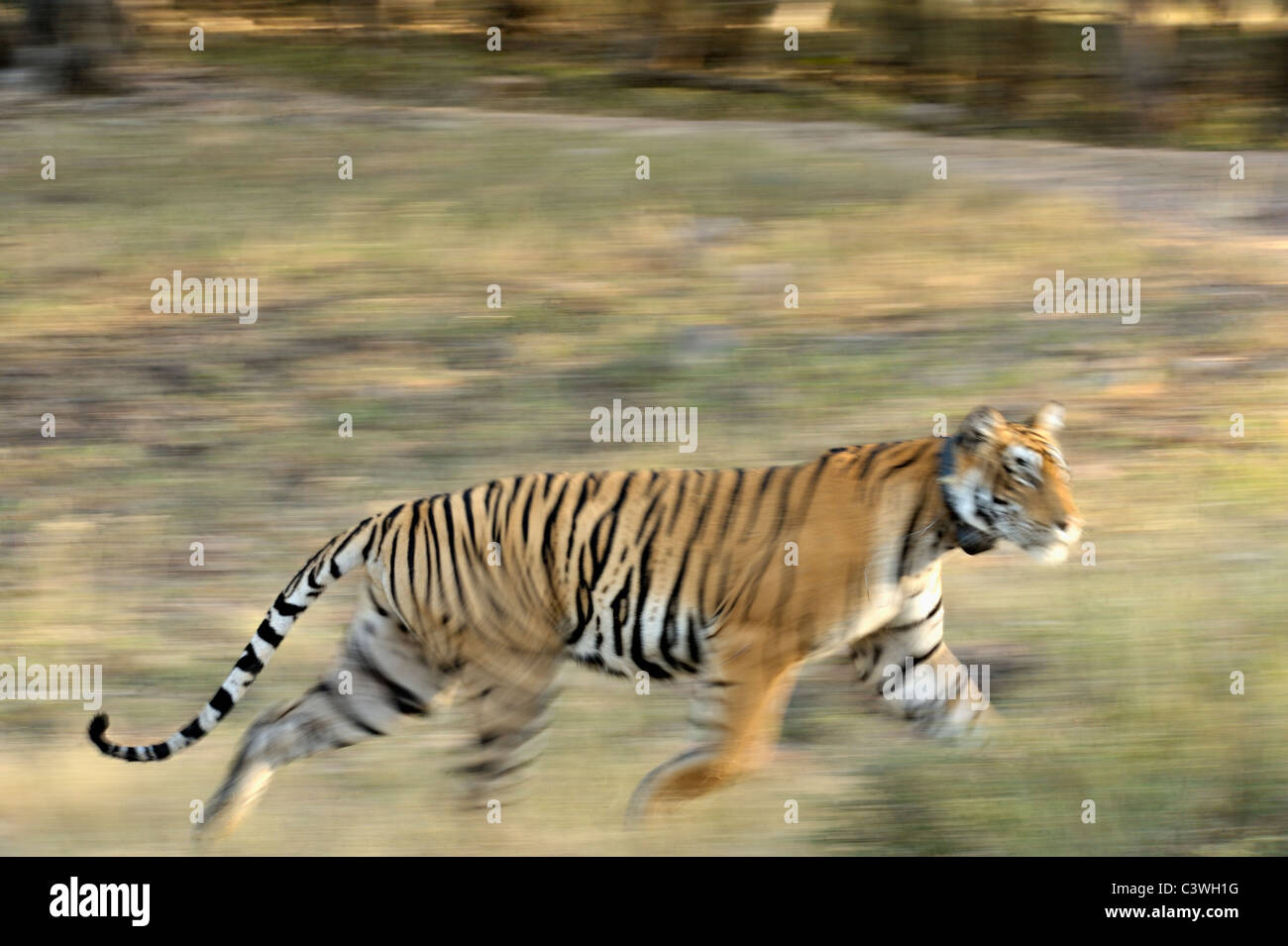Charging tiger in the dry deciduous habitat of Ranthanbhore tiger ...