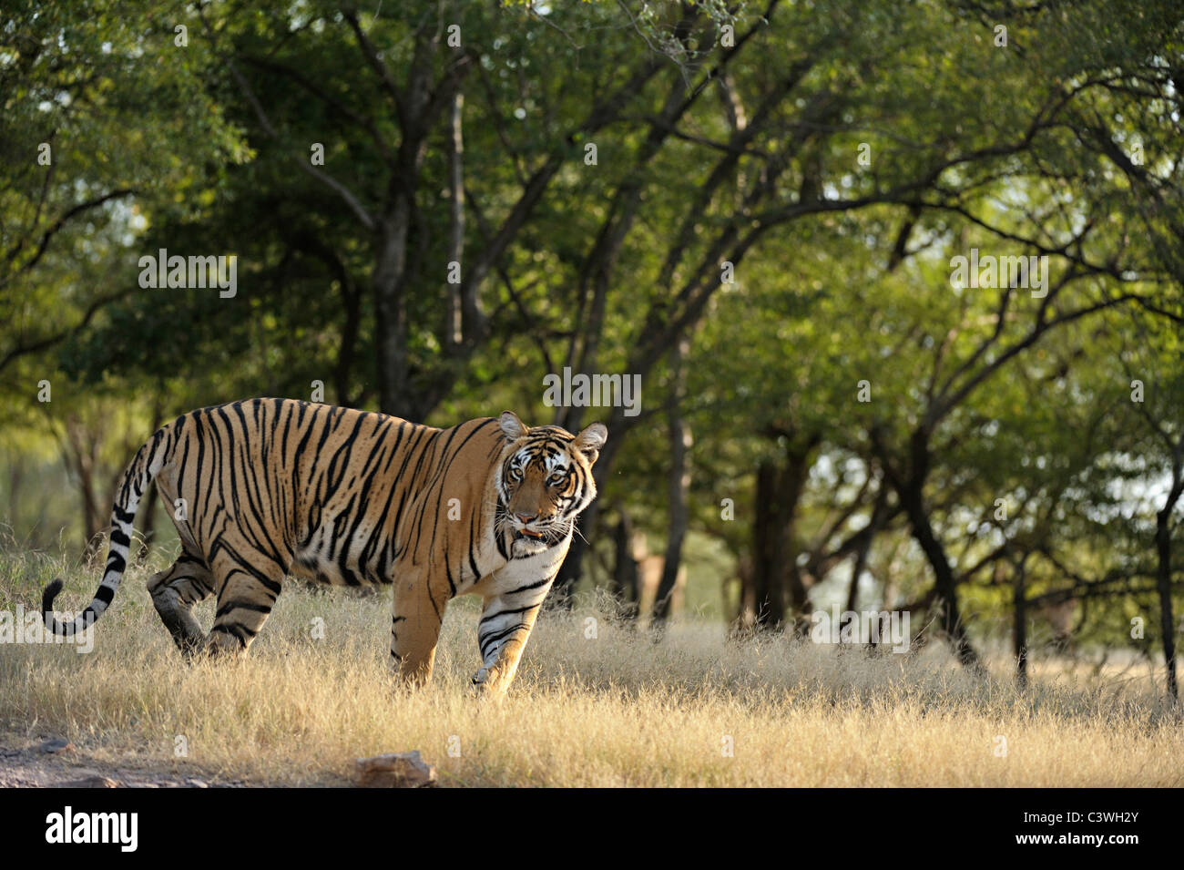 Radio collared Tiger standing in a dry deciduous forest patch of ...