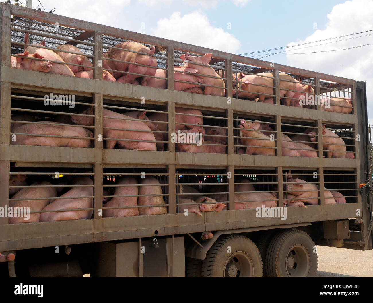Pigs animals lorries hi-res stock photography and images - Alamy