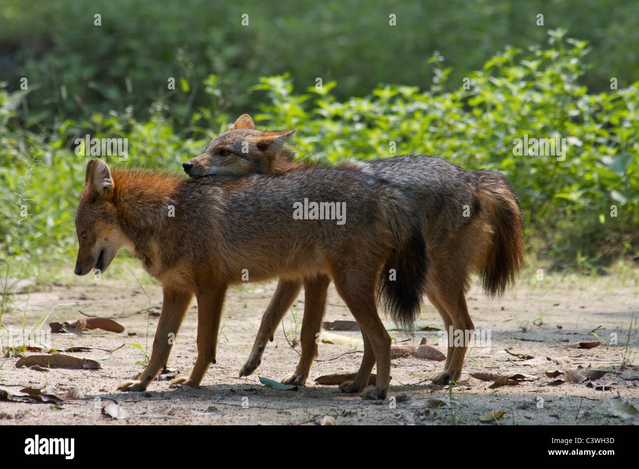 Asian jackal thailand hi-res stock photography and images - Alamy
