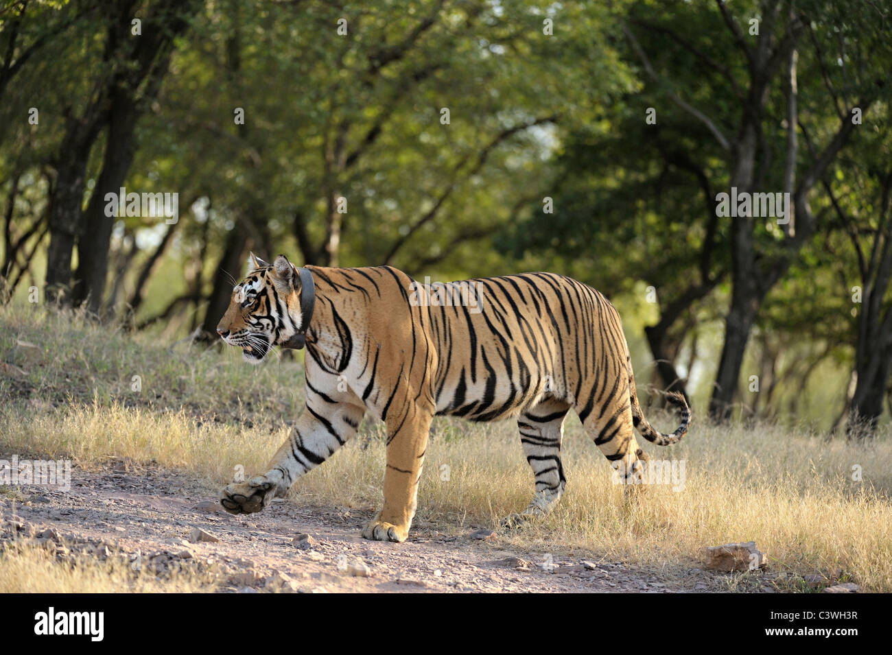Radio collared Tiger standing in a dry deciduous forest patch of ...