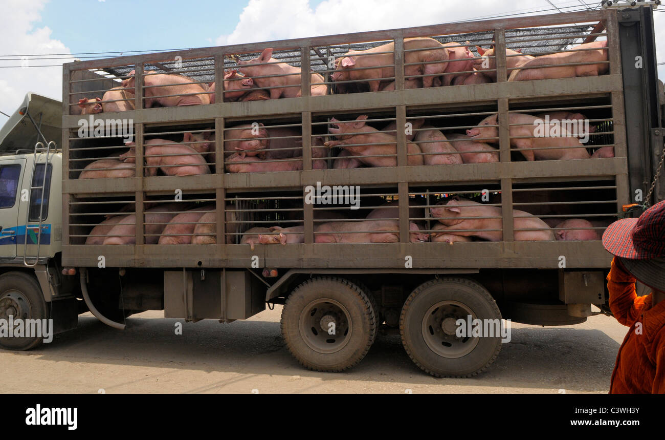Cruelty to animals , pigs in transit at thai-cambodian border between ...
