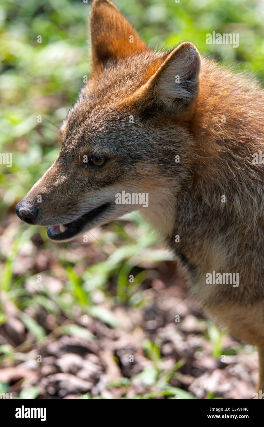 A wild golden, or Asian, jackal, C. aureus in Huai Kha Khaeng Wildlife ...