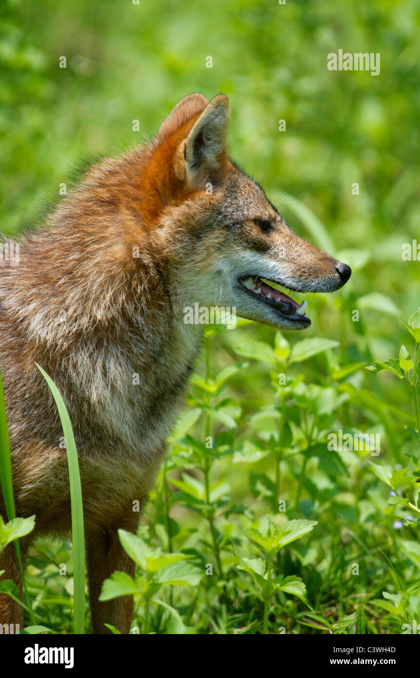 Asian jackal thailand hi-res stock photography and images - Alamy