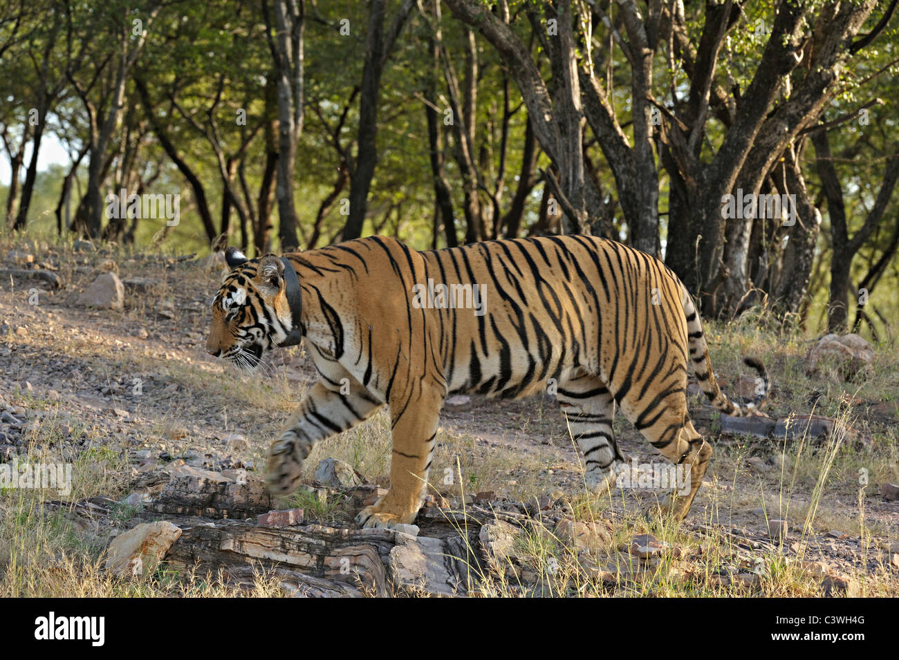 Radio collared animal hi-res stock photography and images - Alamy