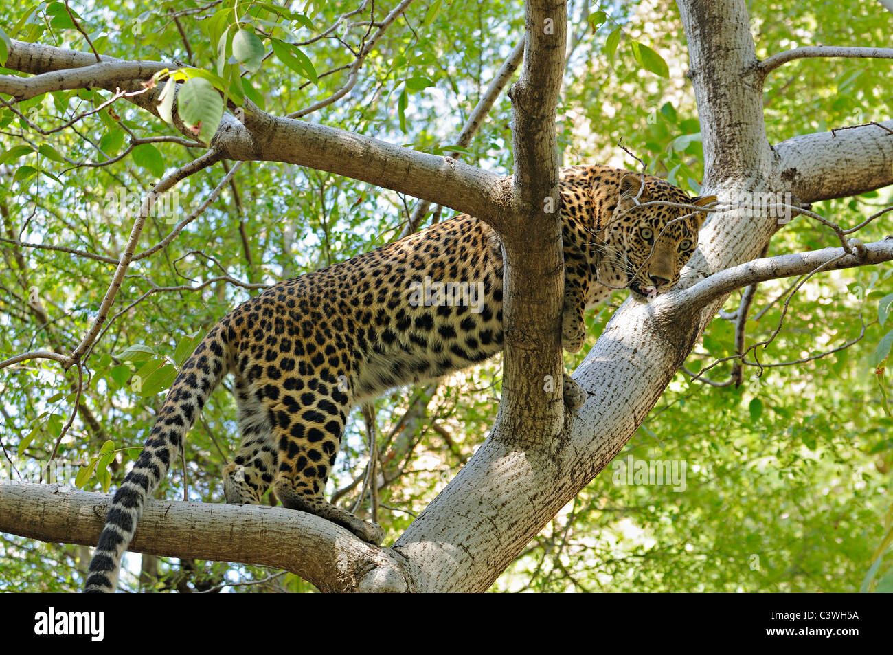 Rajasthan leopard tree hi-res stock photography and images - Alamy
