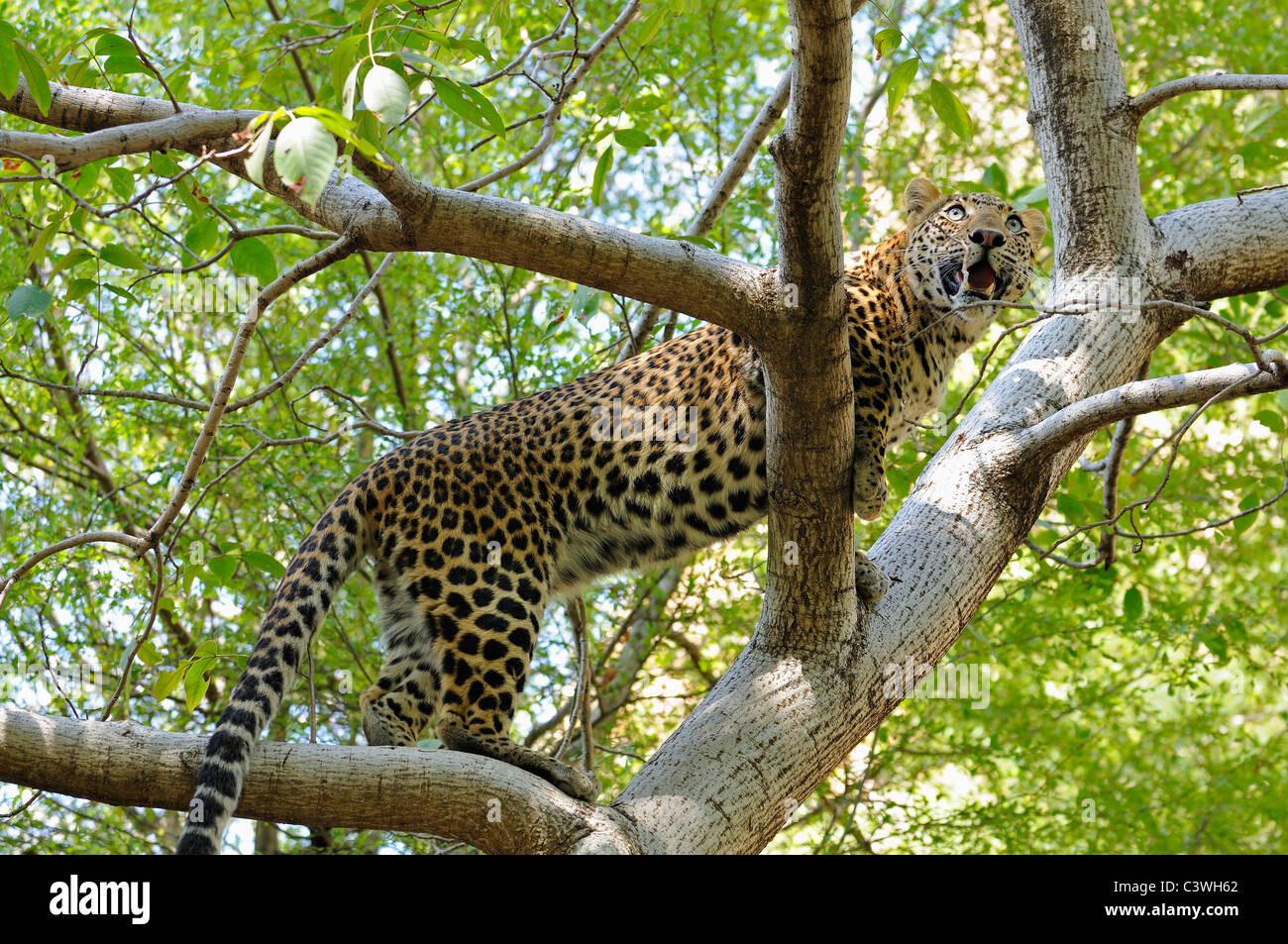 Leopard on a tree in Ranthambhore tiger reserve Stock Photo - Alamy