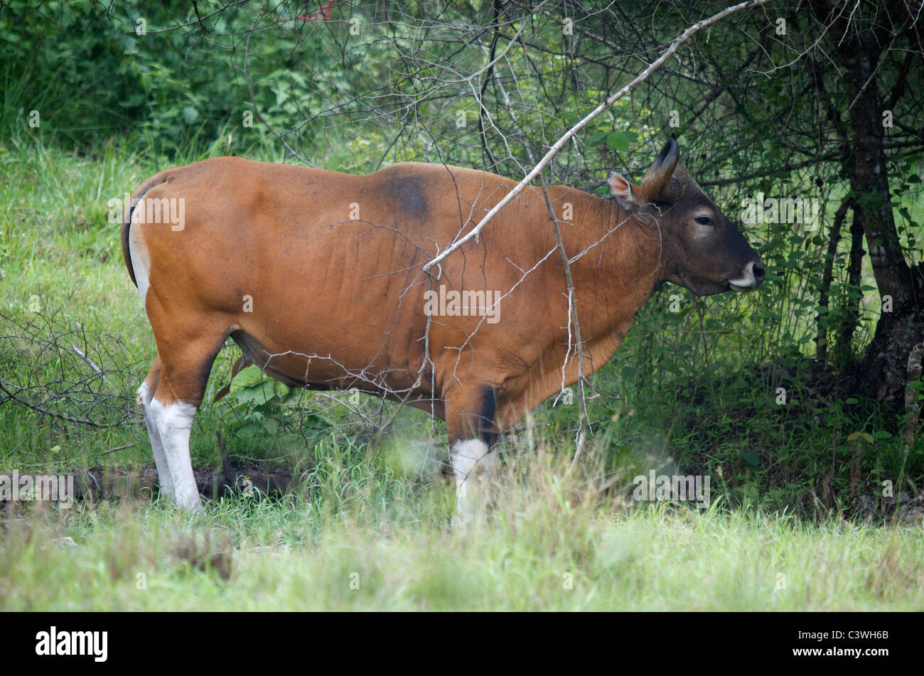 An endangered male Banteng bull in Huai Kha Kaeng Wildlife Sancturary ...