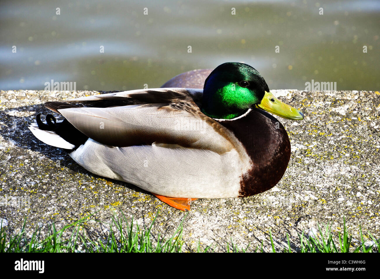 Mallard duck in a lake hi-res stock photography and images - Alamy