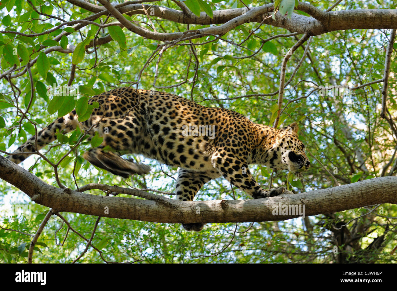Rajasthan leopard tree hi-res stock photography and images - Alamy