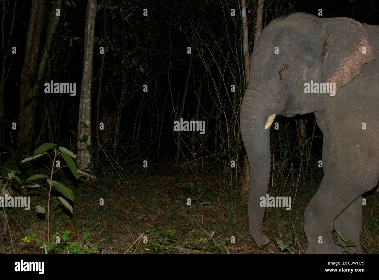 Asian Elephant, wild young male, at Thap Lan National Park. Picture is ...