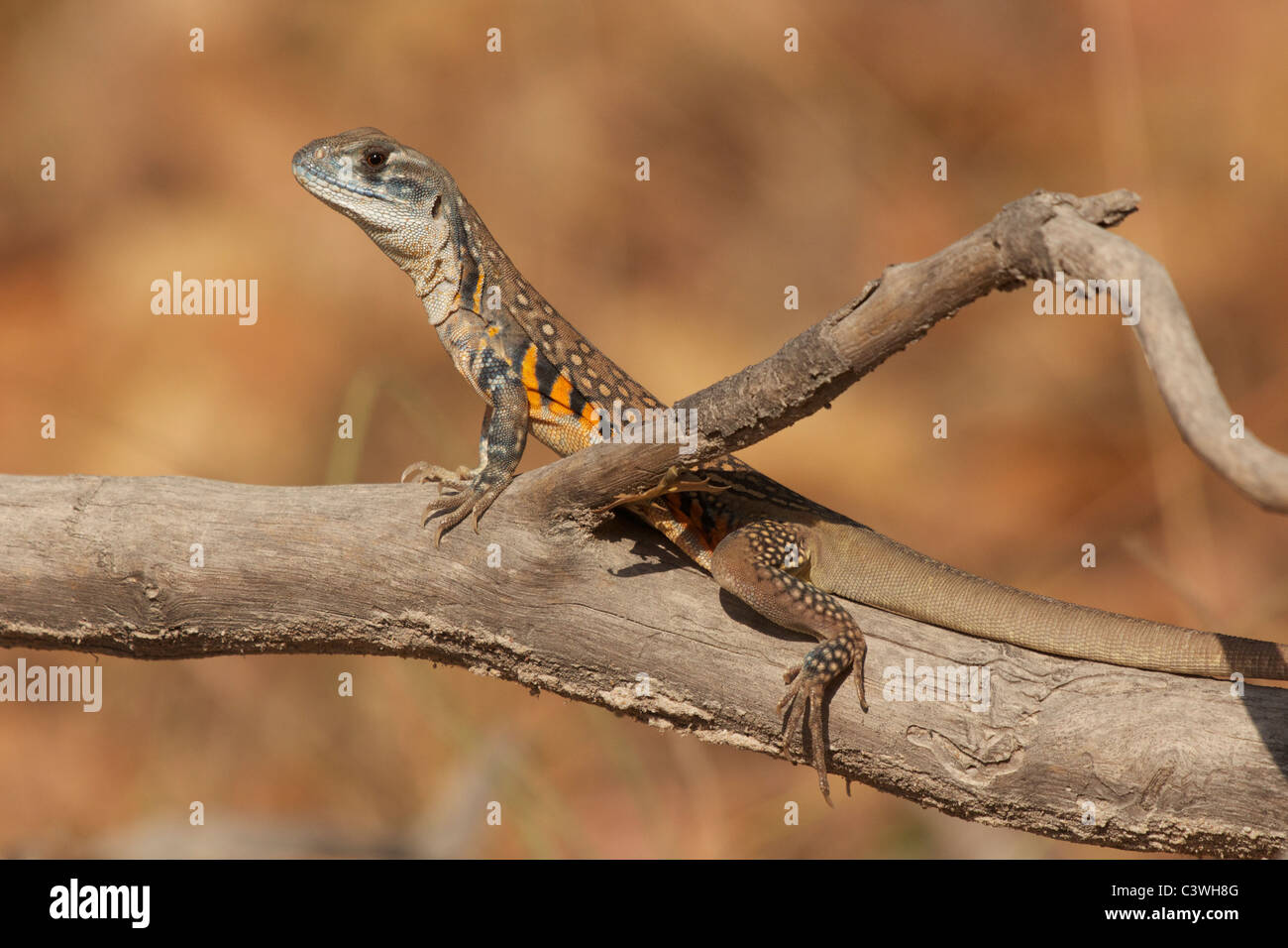 Leiolepis hi-res stock photography and images - Alamy