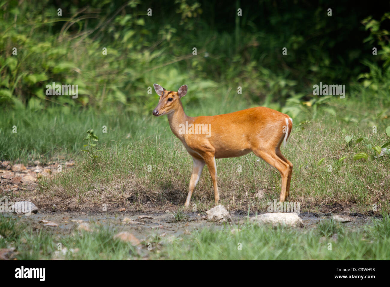 Female Red (or common) Muntjac Deer, Muntiacus muntjac, also known as a ...