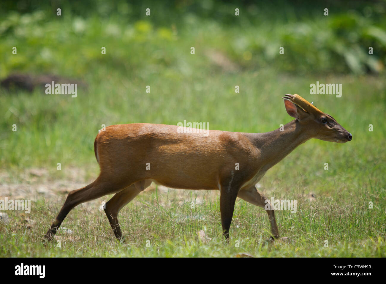 Male Red (or common) Muntjac Deer, Muntiacus muntjac, also known as a ...