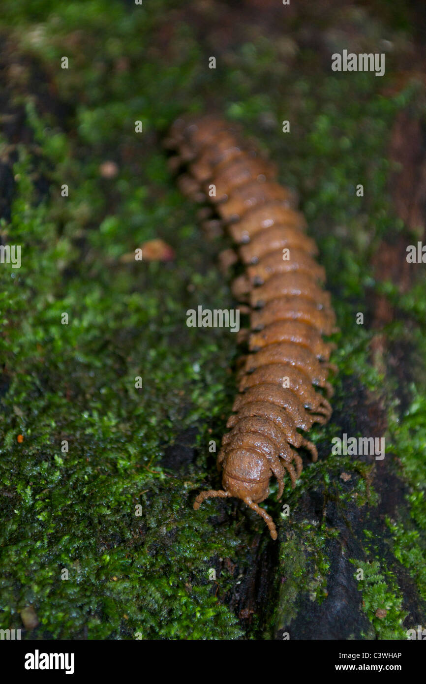 Flatback millipede of the order Polydesmidae in Khao Yai National Park ...