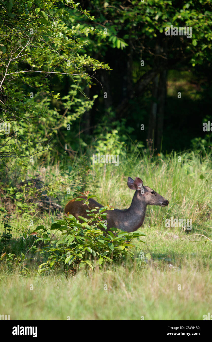 Female Sambar Deer (Rusa unicolor equinus AKA Cervus unicolor) in Huai ...