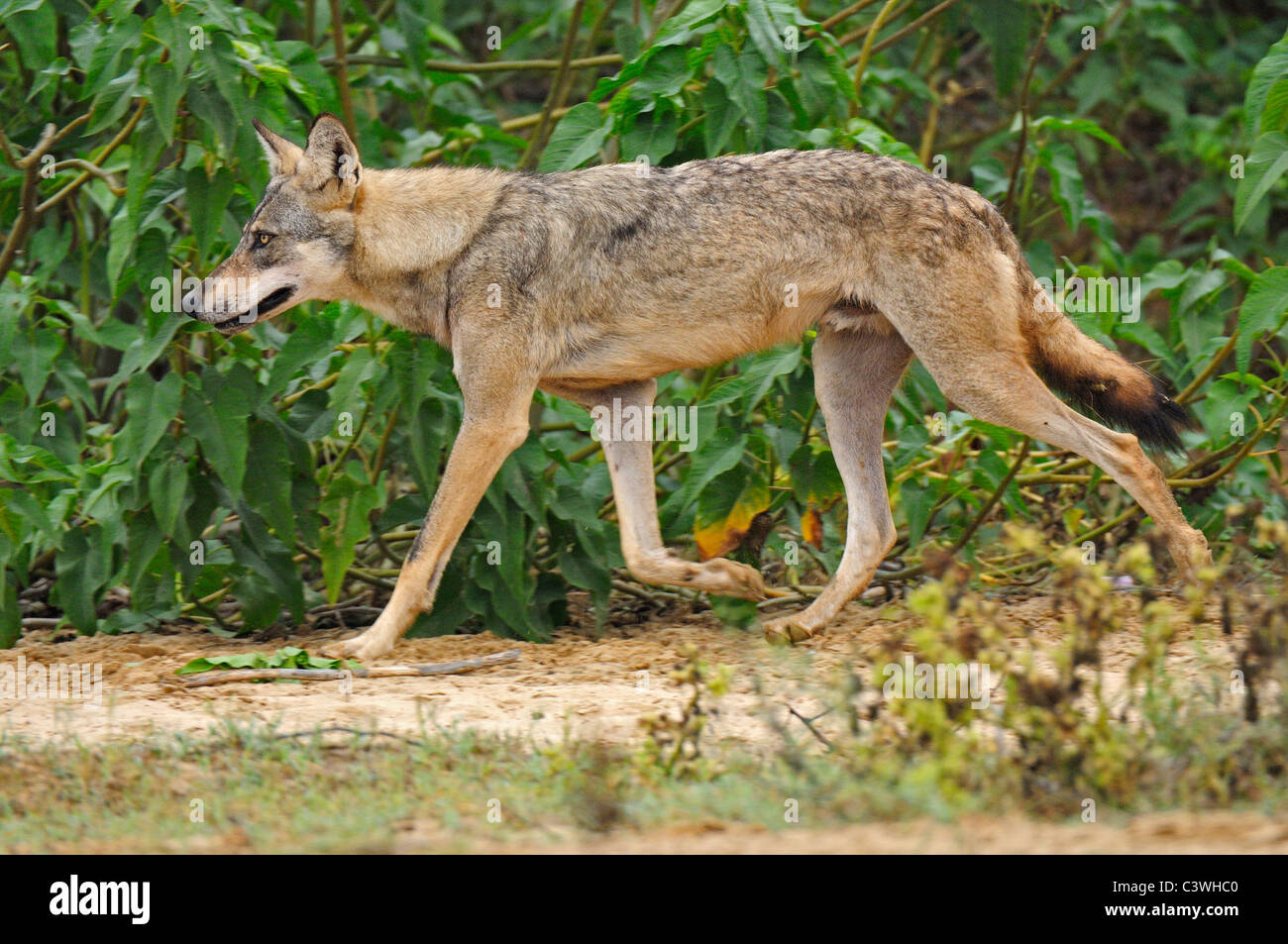 Indian wolf hi-res stock photography and images - Alamy