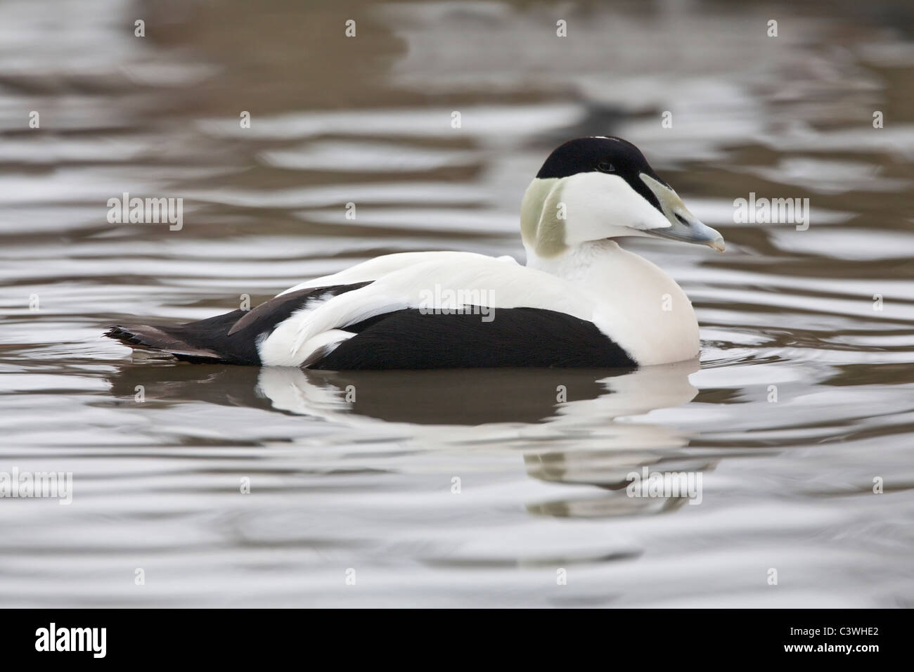 Eider duck hi-res stock photography and images - Alamy