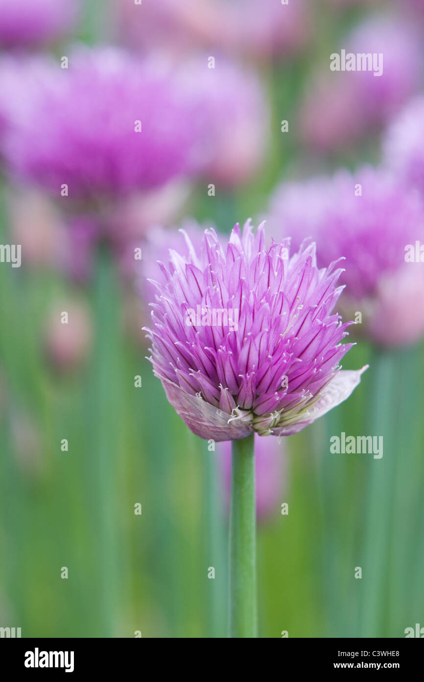 Chives bulbs allium schoenoprasum hi-res stock photography and images - Alamy