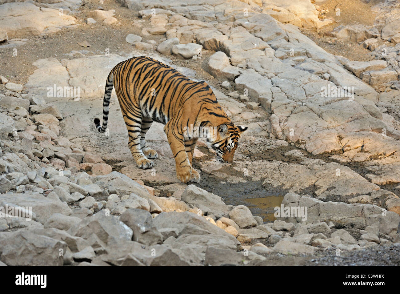 Tiger near rocky water hole hi-res stock photography and images - Alamy