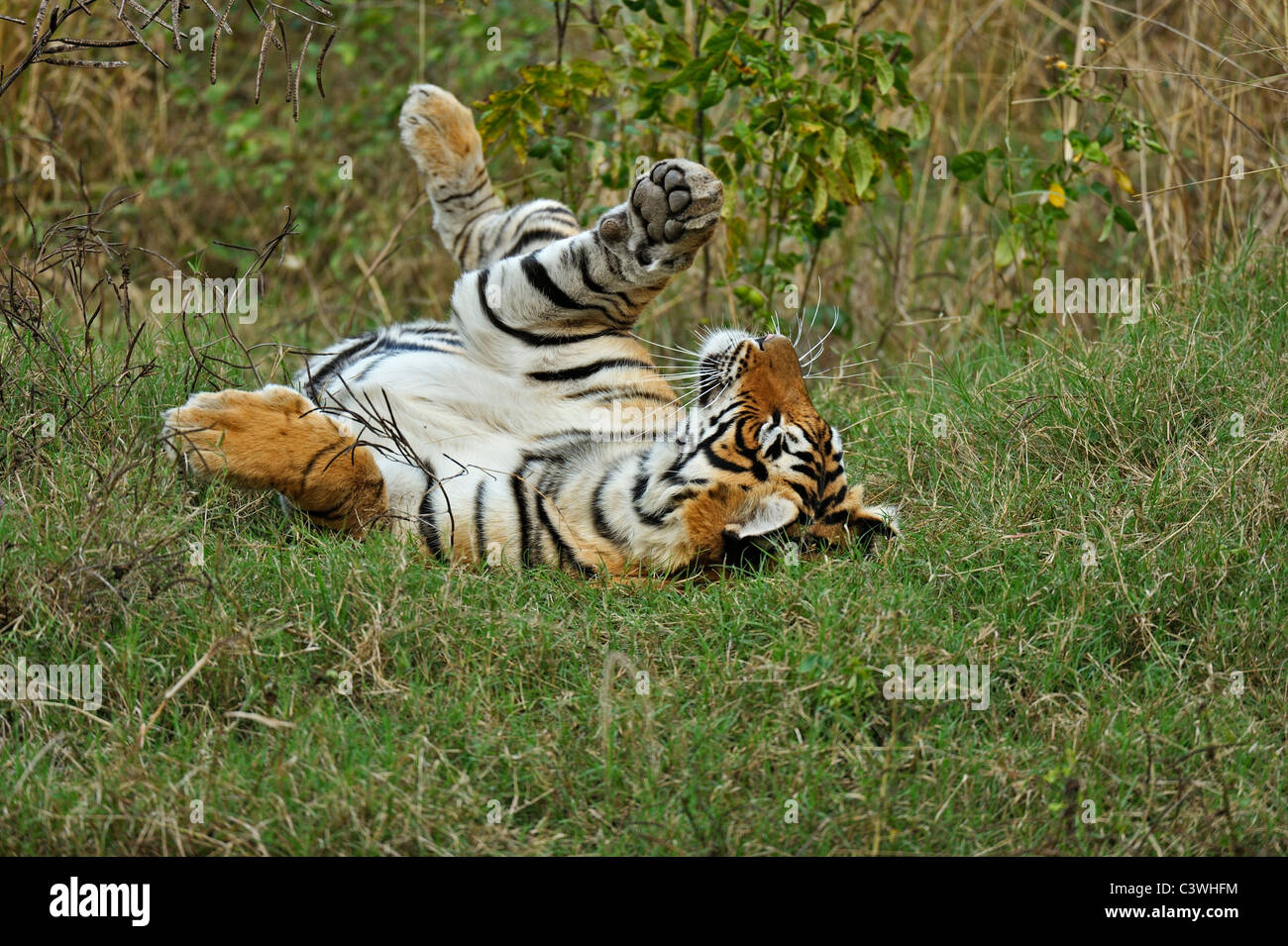 Tiger rolling in green grass of Ranthambhore after the monsoon rains ...