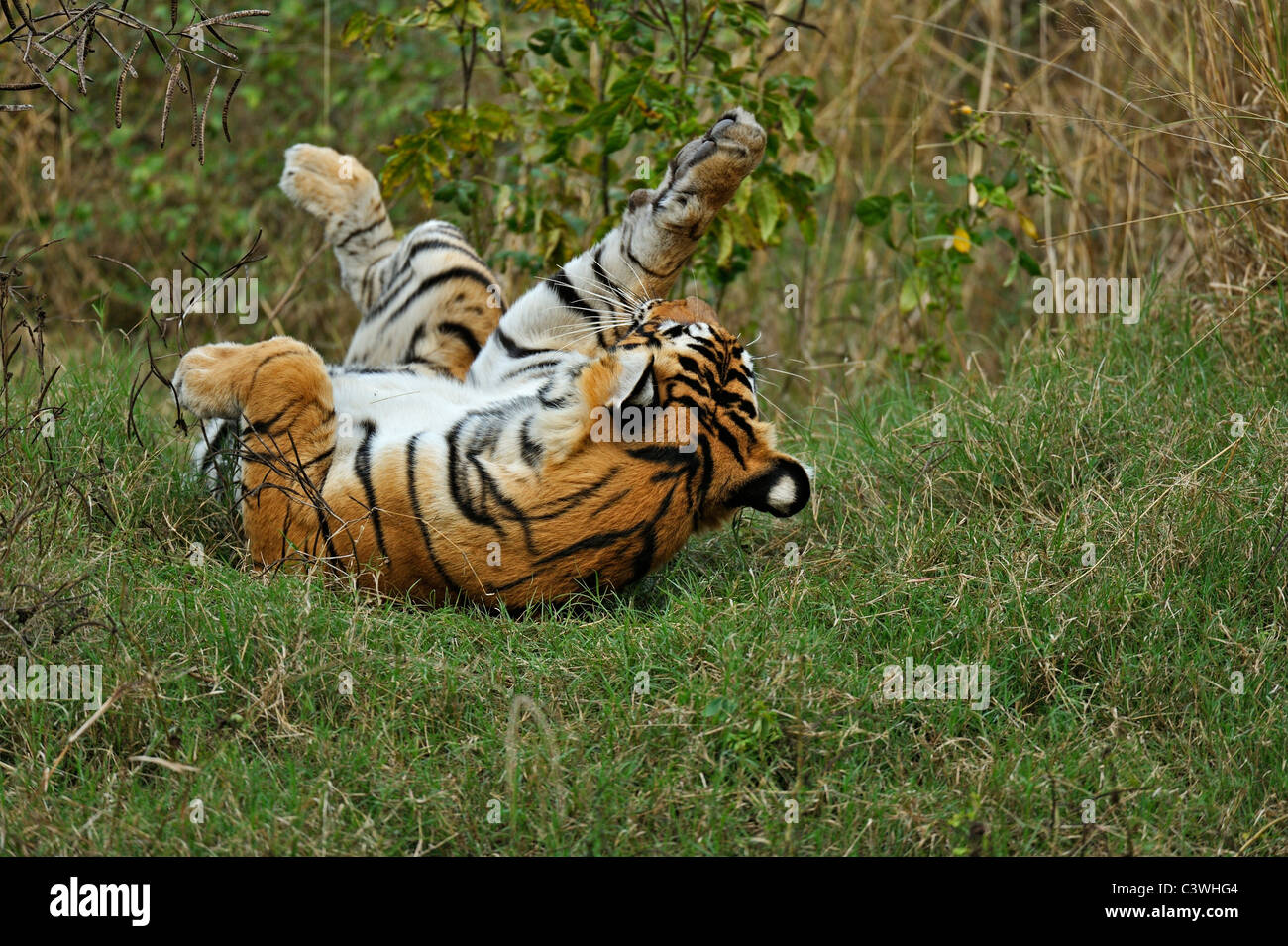 Tiger rolling in green grass of Ranthambhore after the monsoon rains ...