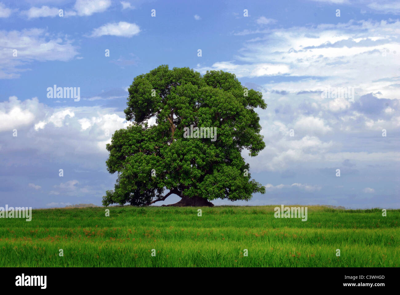 Single Tree and green grass. Cloudy sky background Stock Photo - Alamy