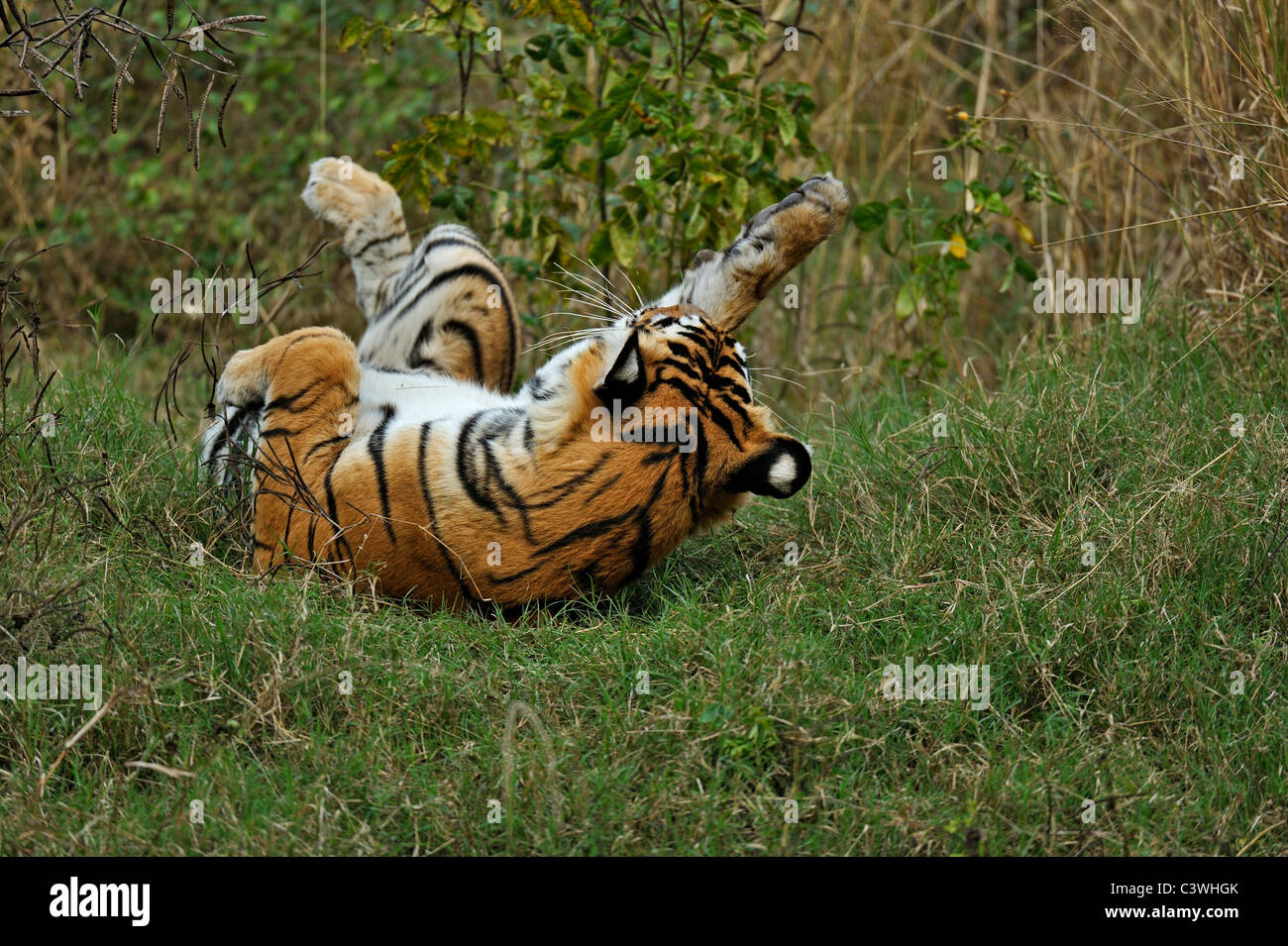 Tiger rolling in green grass of Ranthambhore after the monsoon rains ...