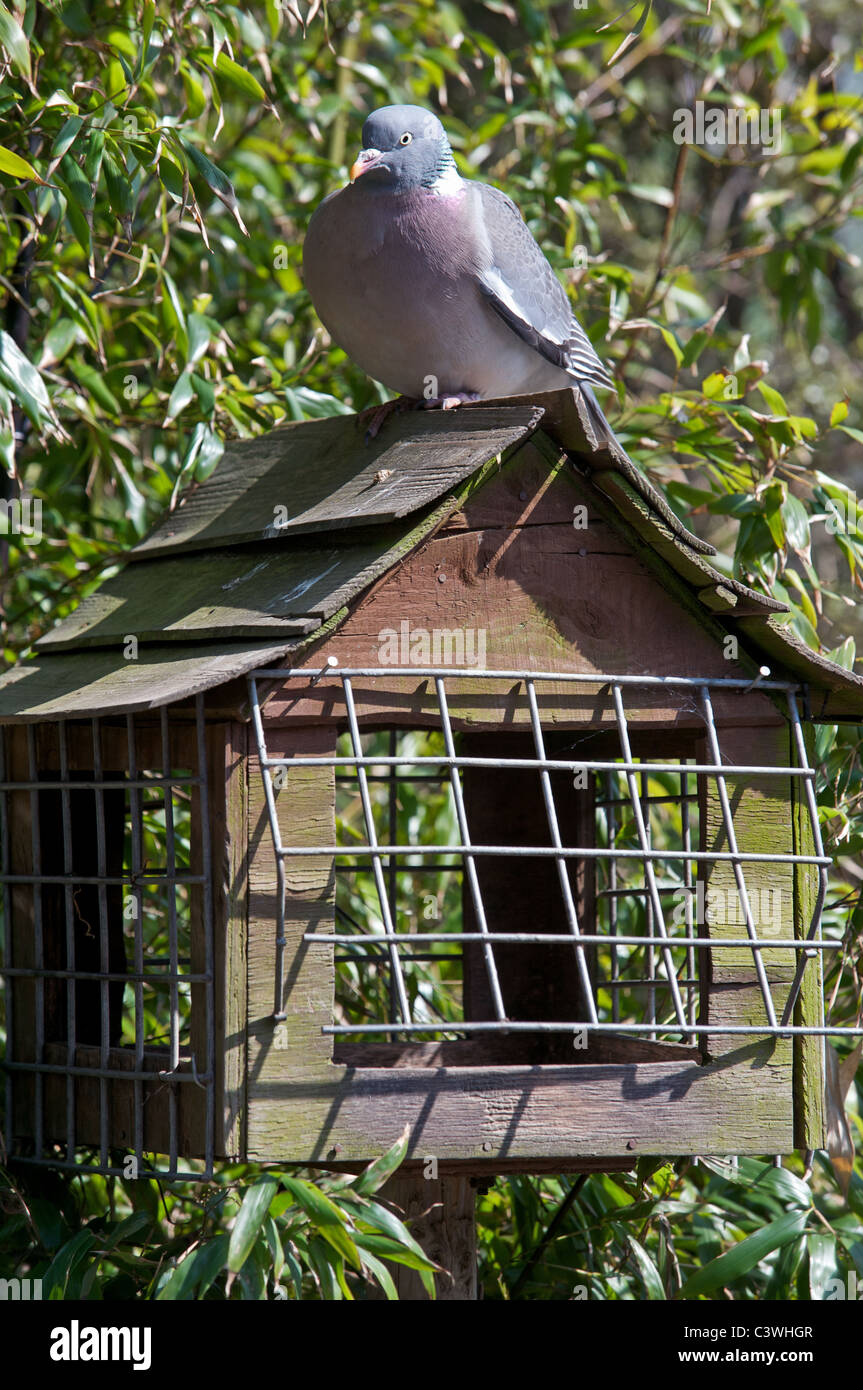 Pigeon sitting on bird table fitted with a cage to stop larger birds ...