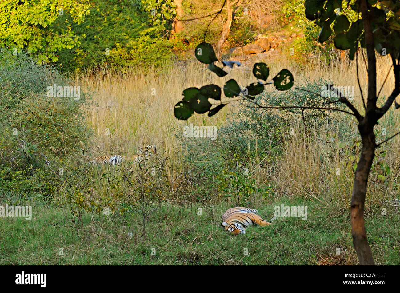 Tiger in green grass of Ranthambhore after the monsoon rains Stock ...