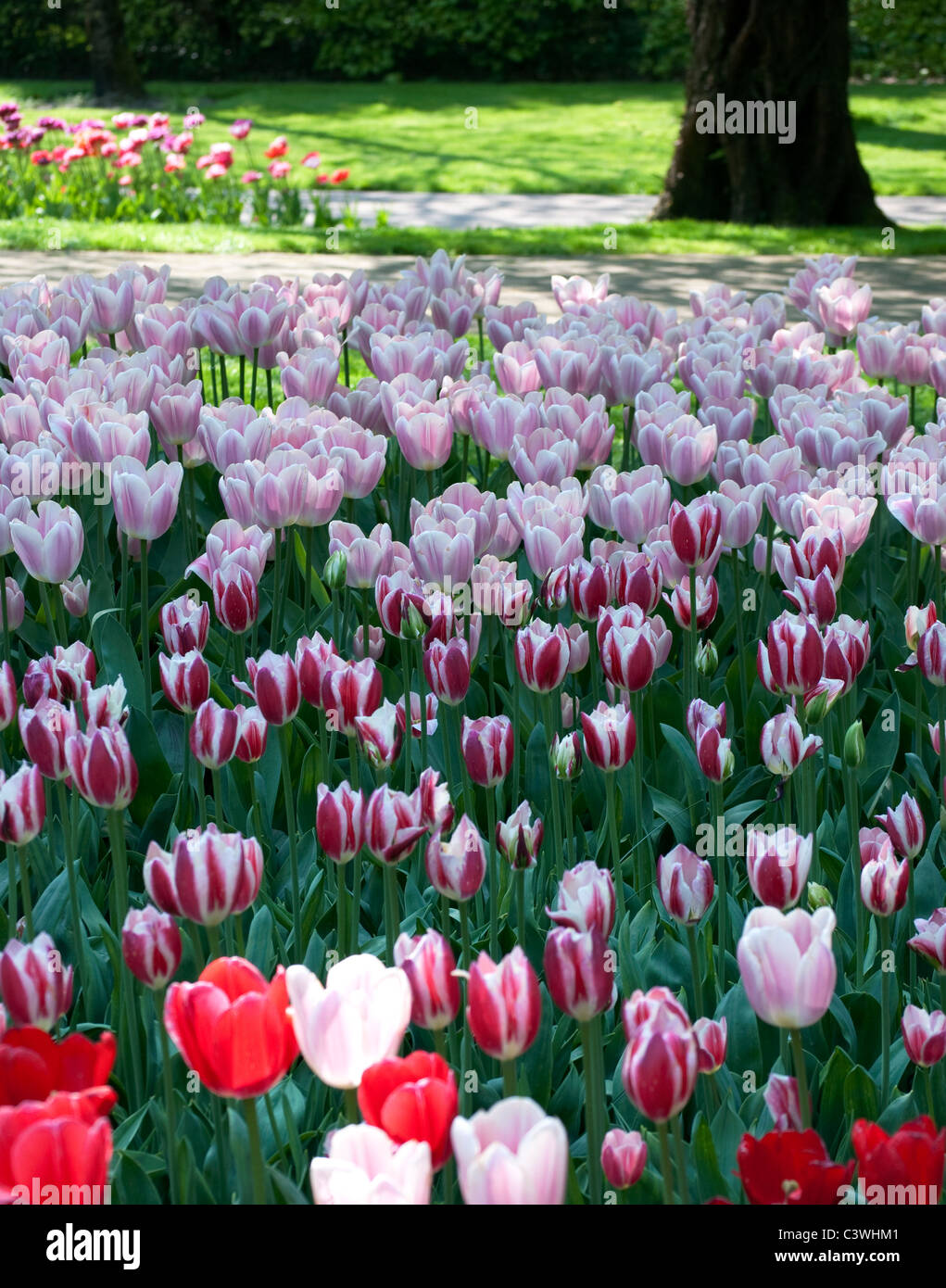 Amsterdam tulip festival hi-res stock photography and images - Alamy