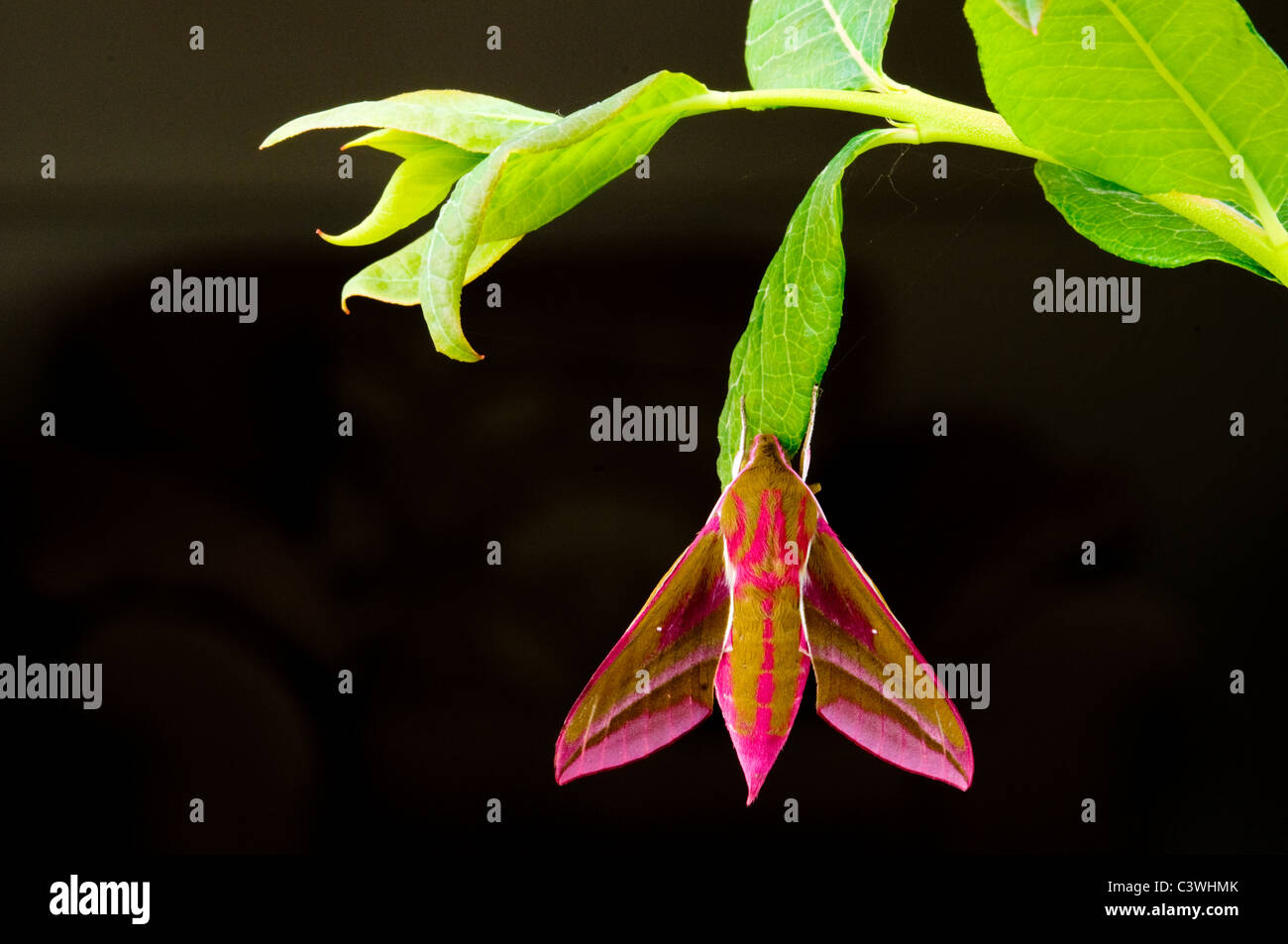 Moth hawk hi-res stock photography and images - Alamy