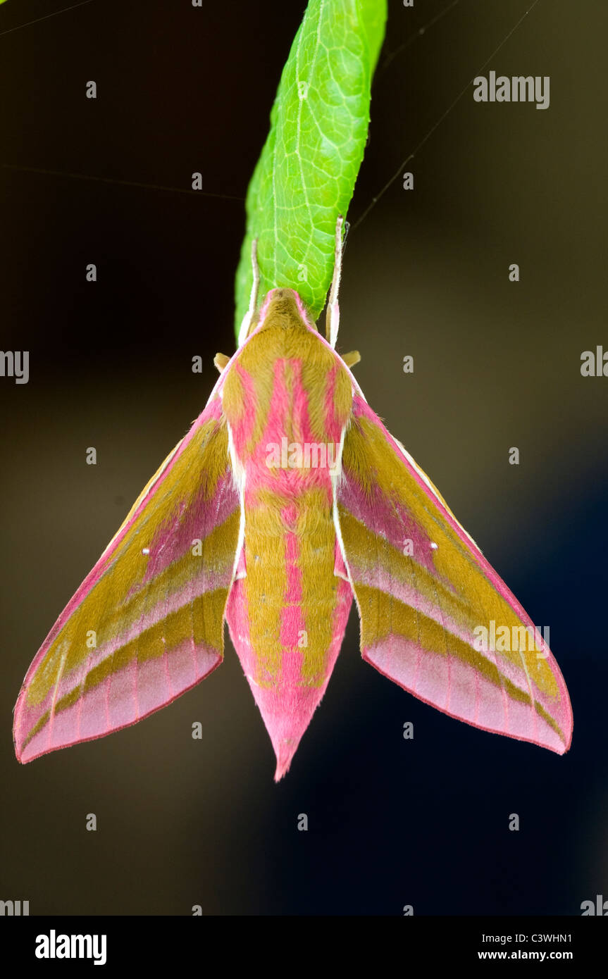Moth hawk hi-res stock photography and images - Alamy