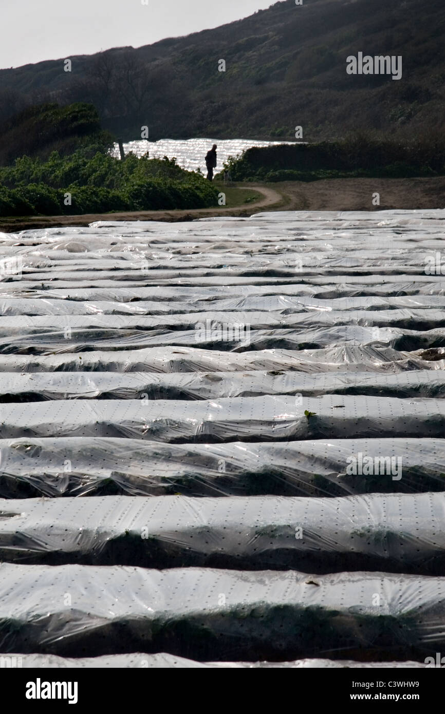Floating Row Covers High Resolution Stock Photography and Images - Alamy