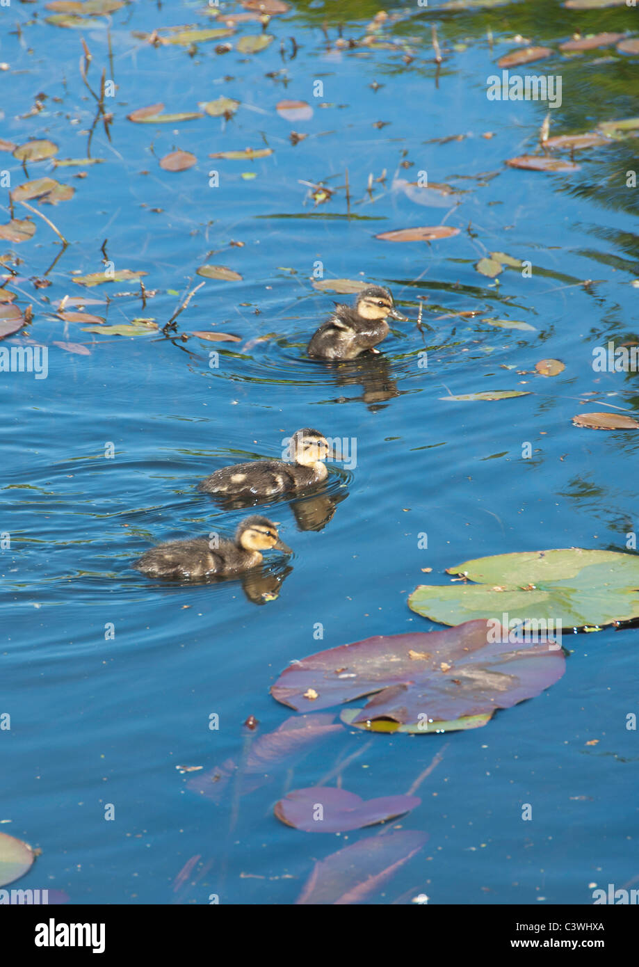 Ducklings spring hi-res stock photography and images - Alamy