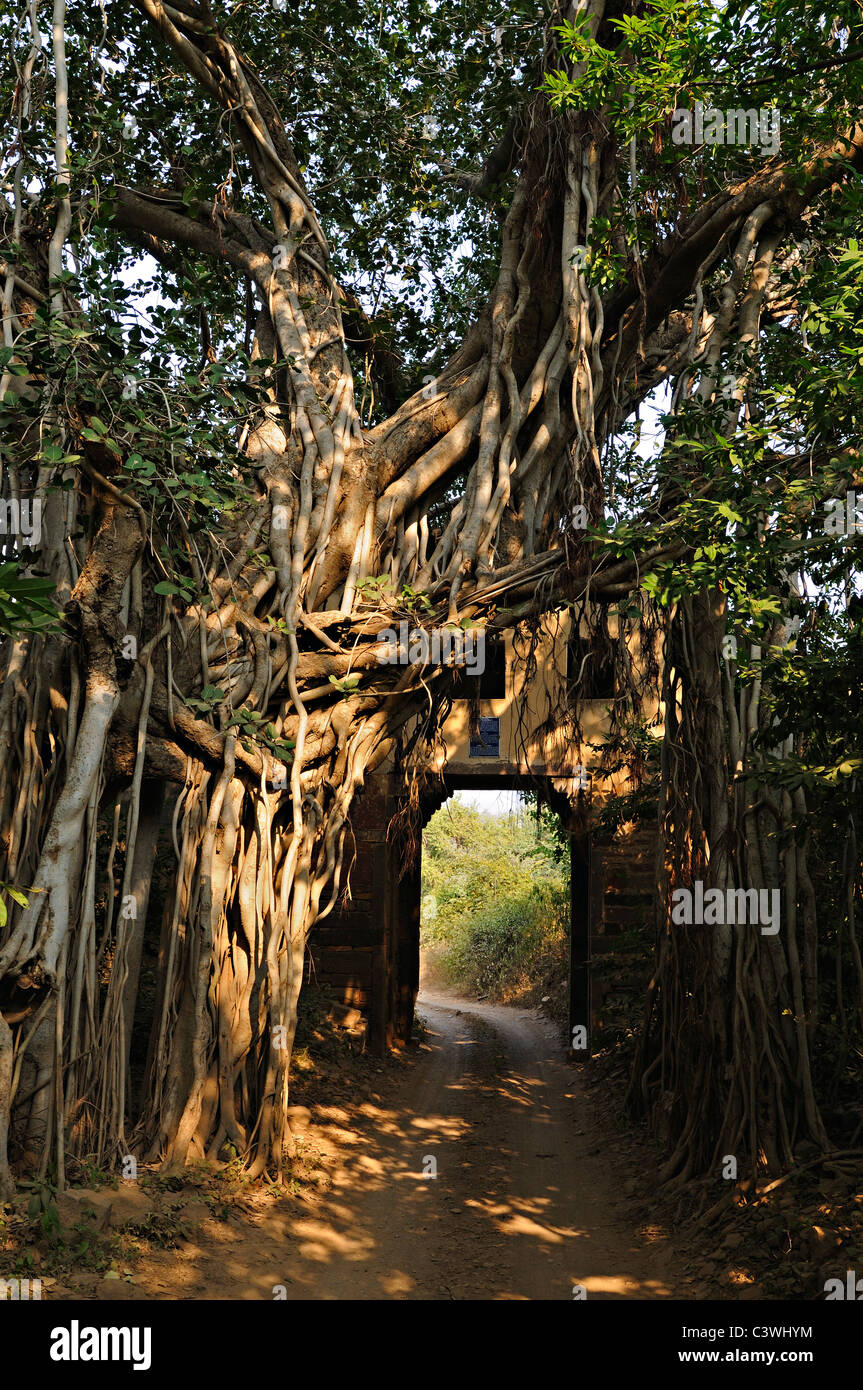 Forest track going through an ancient gate and a Banyan tree in ...
