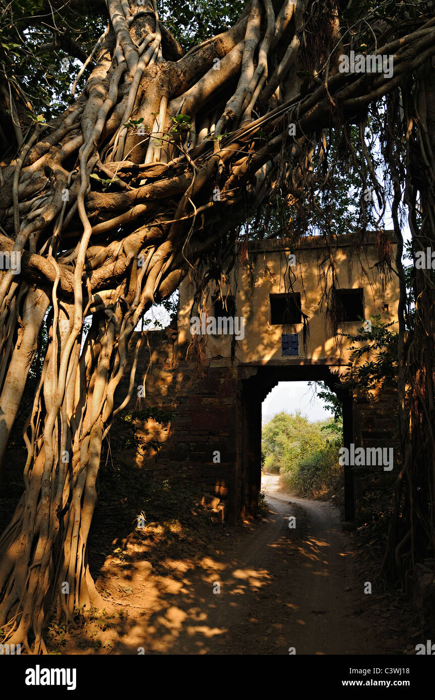 Forest track going through an ancient gate and a Banyan tree in ...