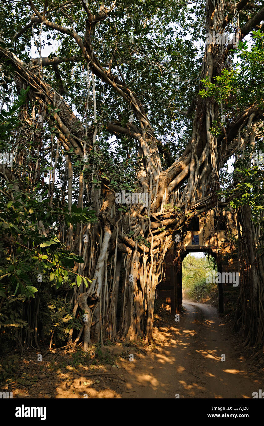Banyan Tree Ficus Bengalensis High Resolution Stock Photography and ...
