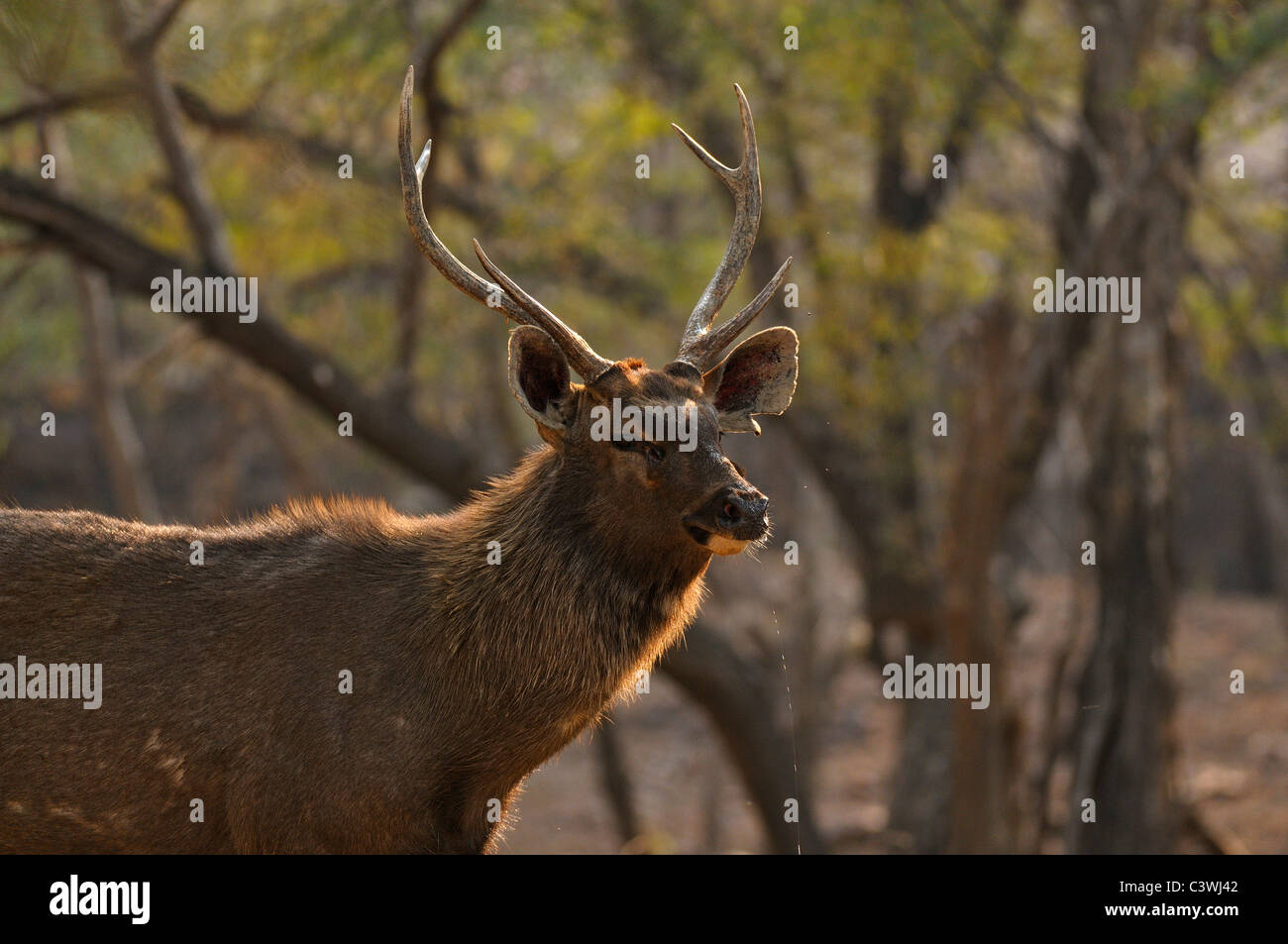 Sambar deer stag in the forests of Ranthambhore tiger reserve, India ...