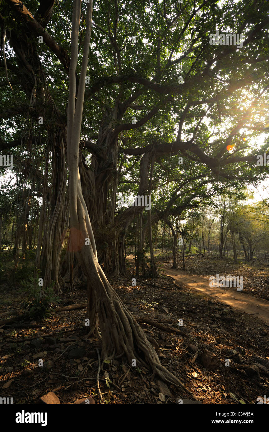 Ficus benghalensis, also known as Bengal fig, Indian fig, East Indian ...