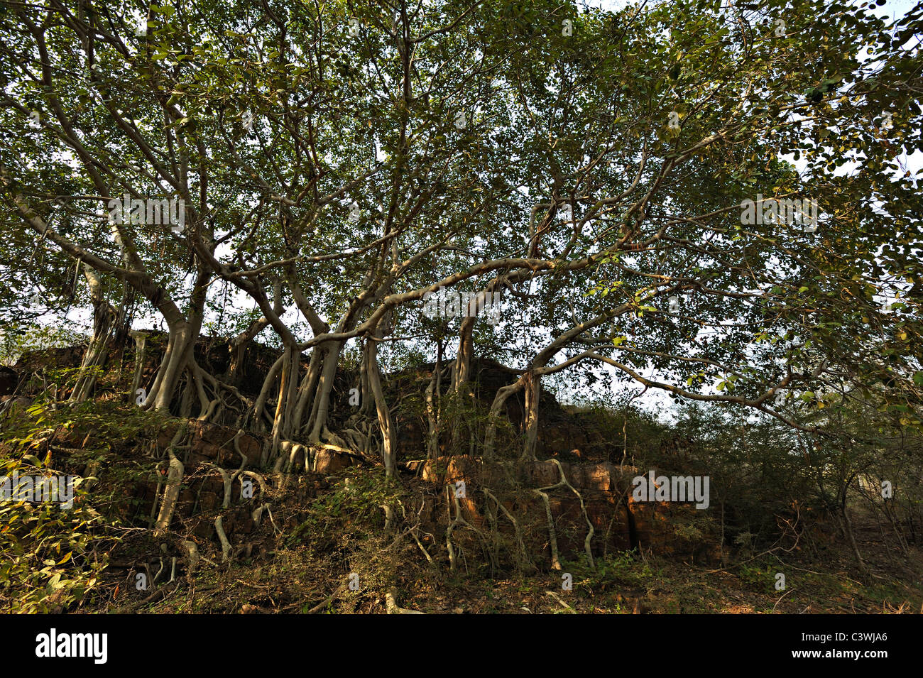Ficus benghalensis, also known as Bengal fig, Indian fig, East Indian ...