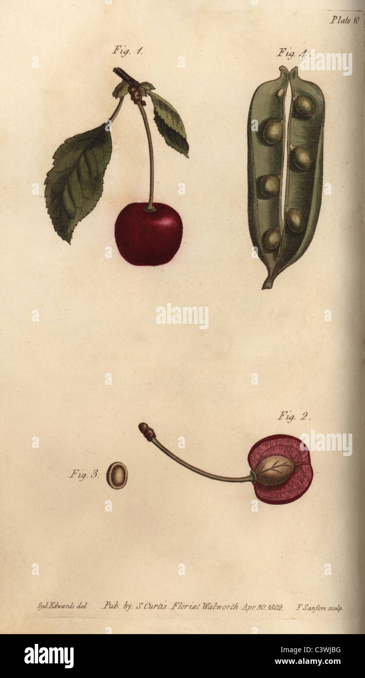 Pericarpium hi-res stock photography and images - Alamy