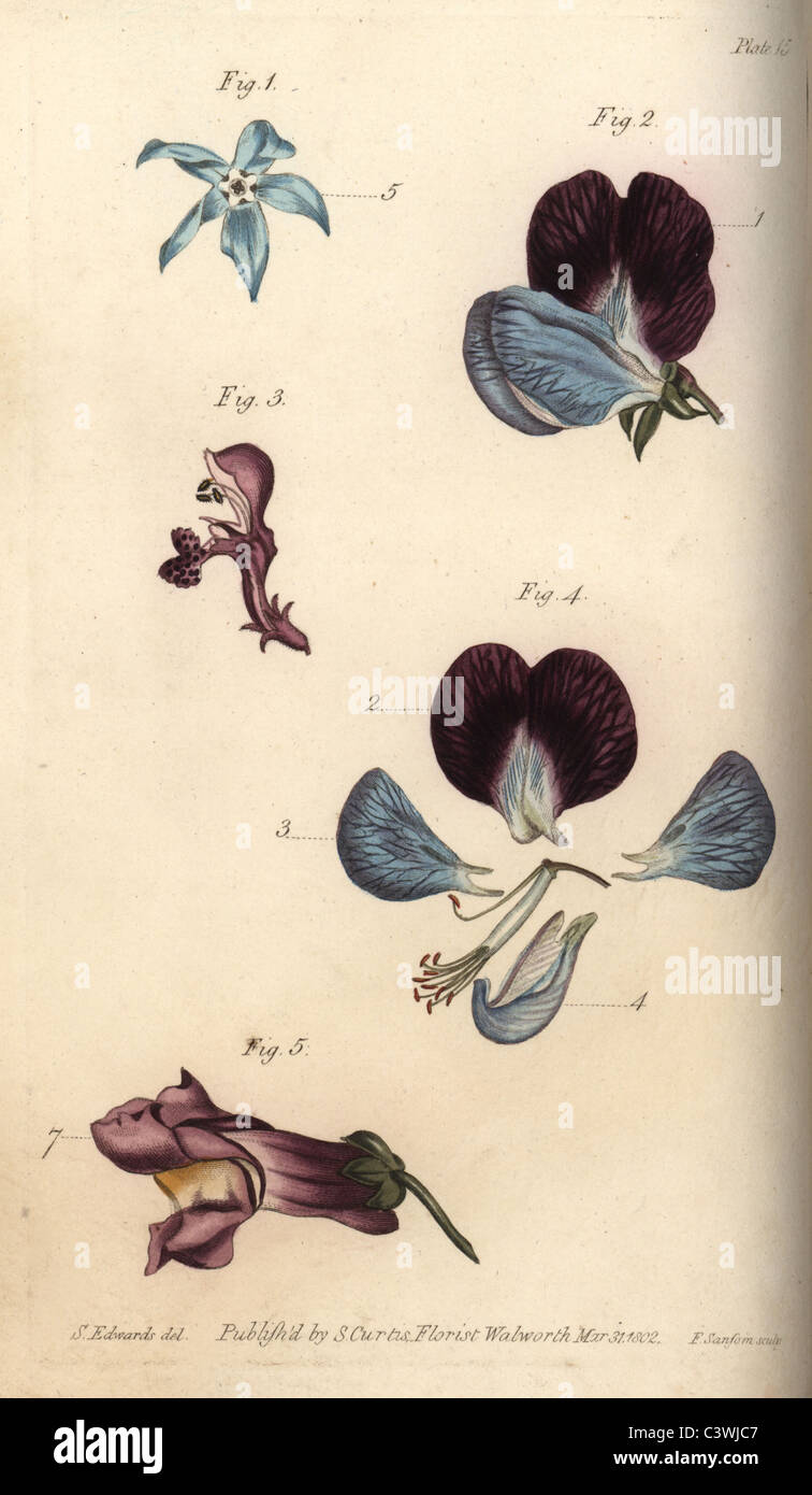 Parts of fructification in borage, pea, snapdragon, and sweet pea Stock ...
