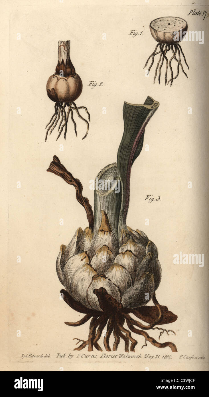 Root radix and bulb of the lily, Lilium Stock Photo - Alamy