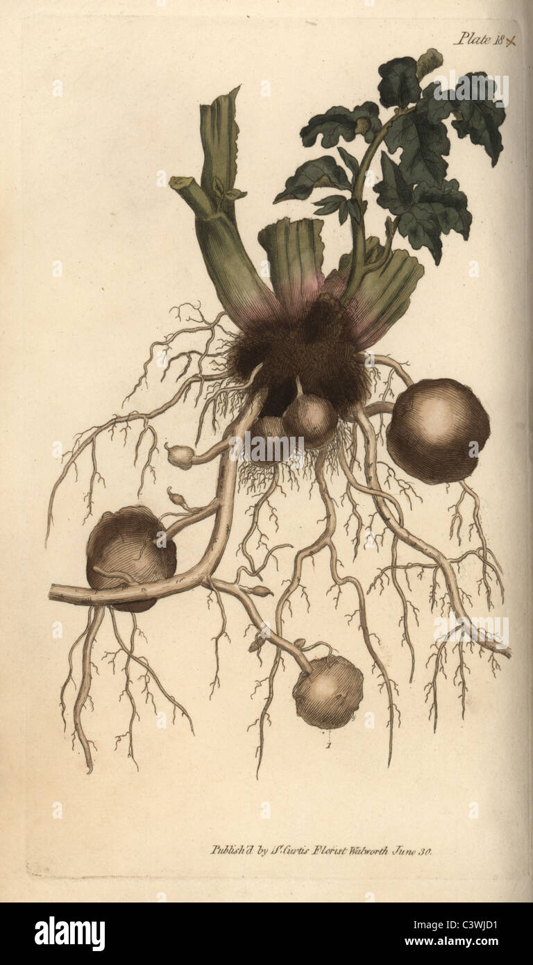 Roots and tubers of the potato plant Solanum tuberosum Stock Photo - Alamy
