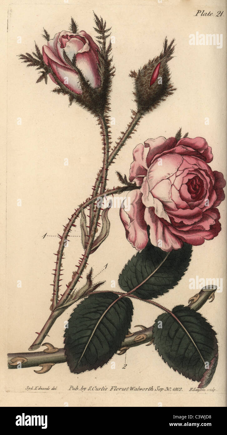 Rosa centifolia rosa centifolia hi-res stock photography and images - Alamy