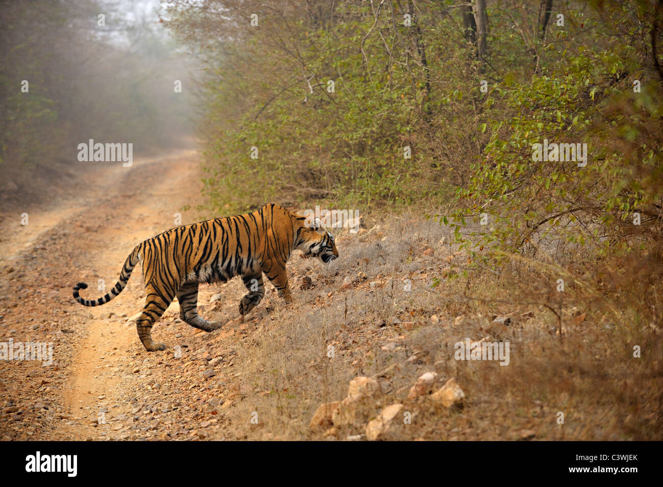 Tiger crossing a road hi-res stock photography and images - Alamy